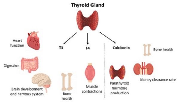 Overview of Hyperthyroidism| PatientsEngage